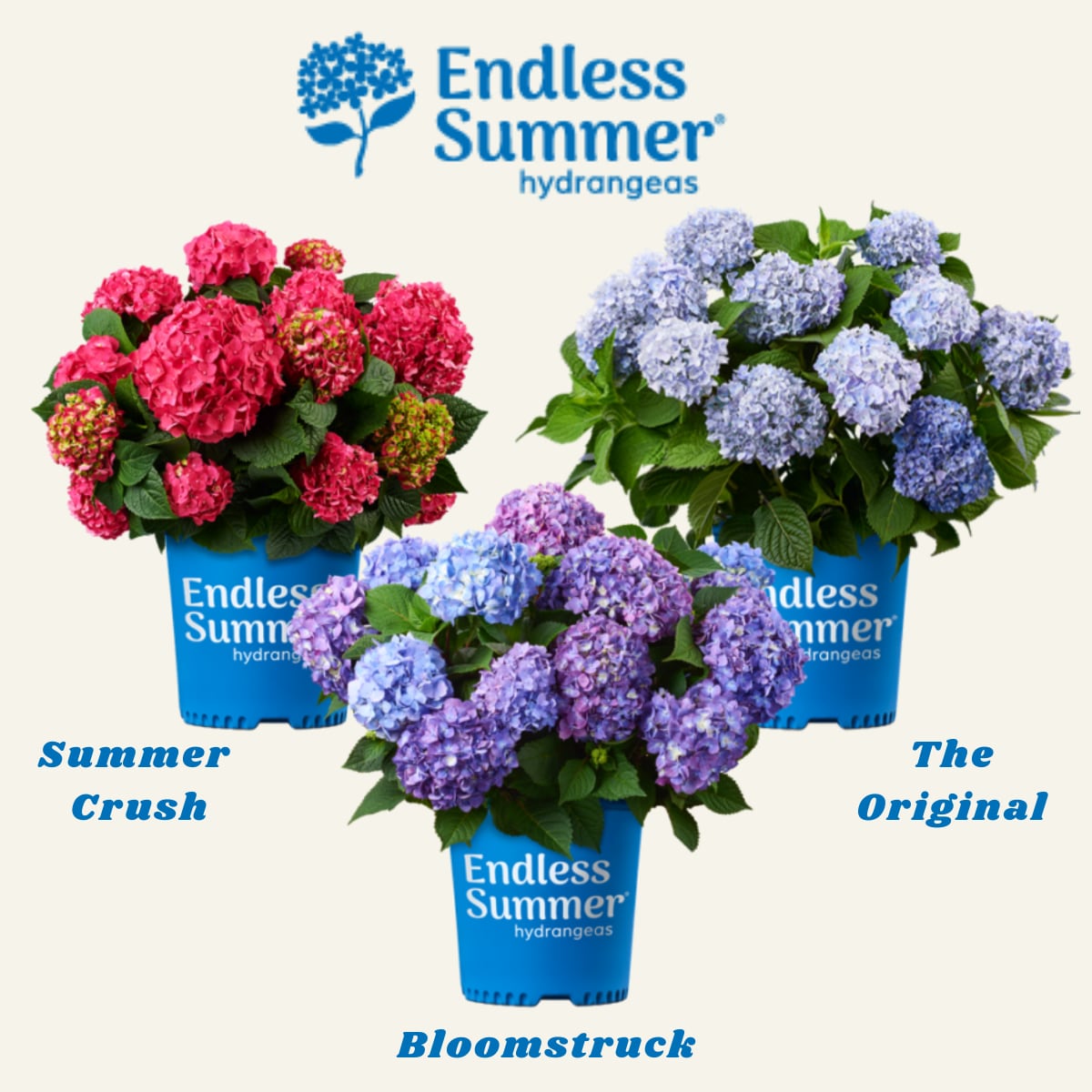 At McArdle's, we carry a selection of Endless Summer ® Hydrangeas in 2-gallon pots for $69 each ...